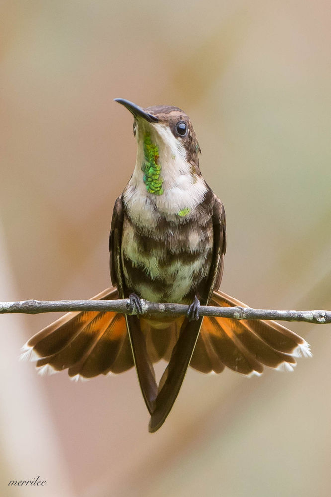 Hummingbirds of Tobago