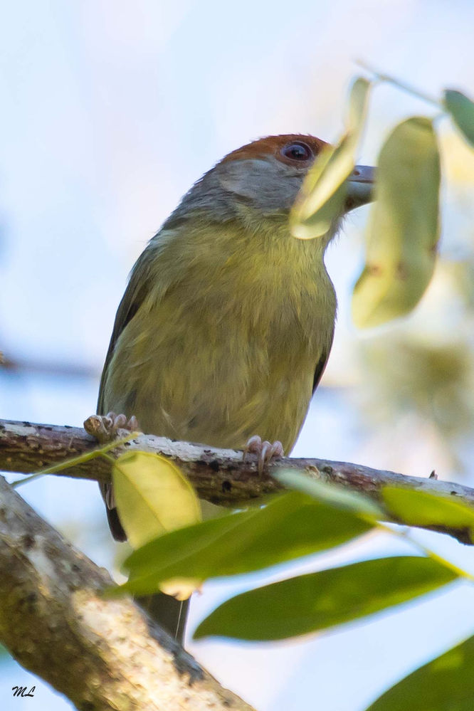 Birds of Cozumel (Part 1): The Iberostar Resort