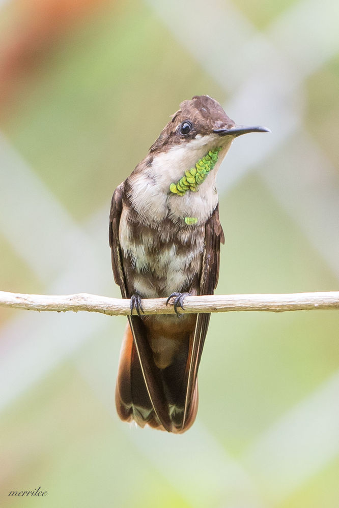 Hummingbirds of Tobago