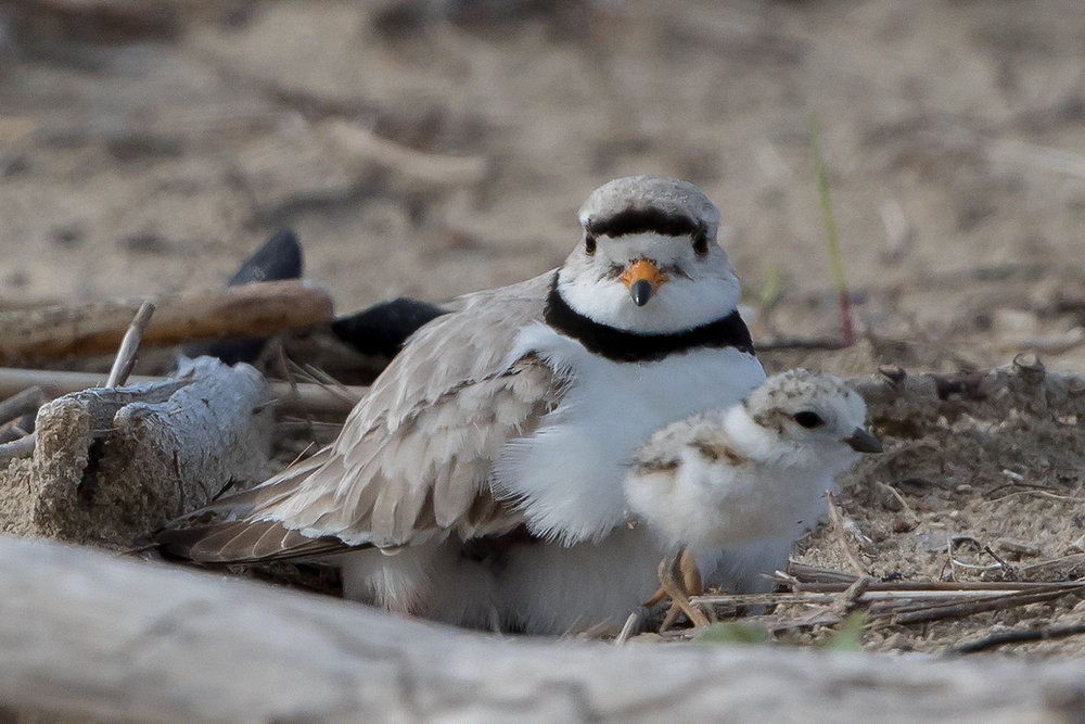Piping Plover Chicks Are Hatching!