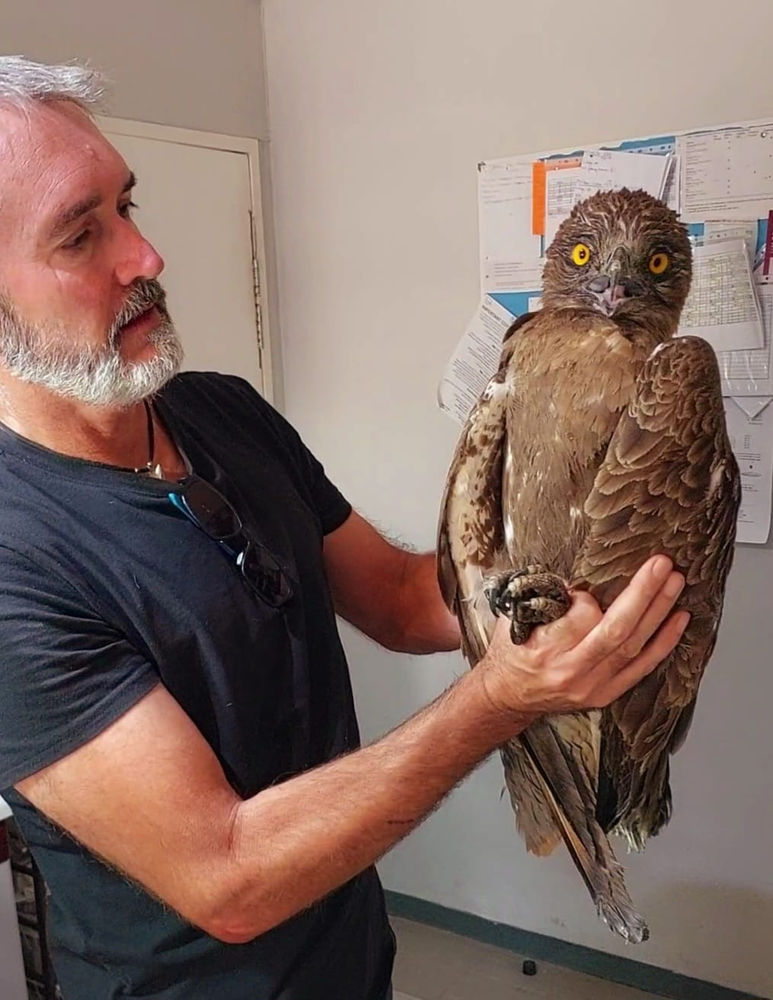 The Silent Guardians: A Plea for Wildlife and a Tribute to the Owl ...