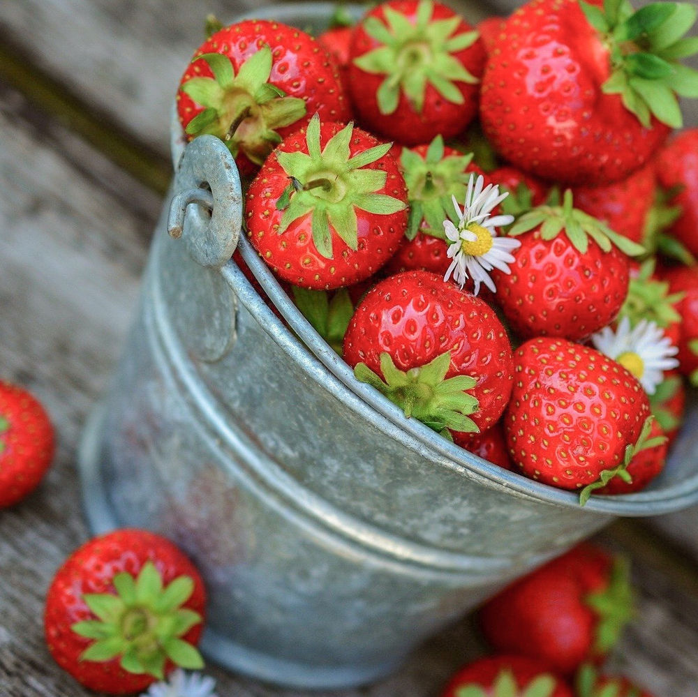 Enjoy a Berry Special Family Day Out at Wilgeboom Strawberries in ...