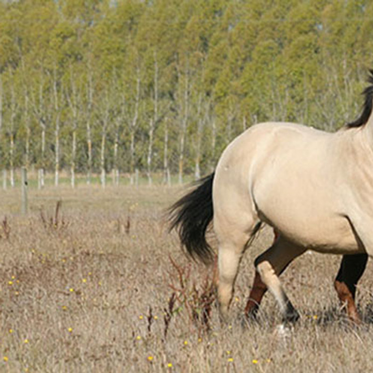 Calm Healthy Horses