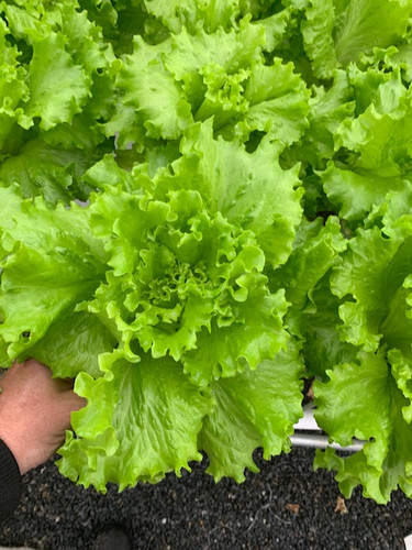Muir Lettuce | Hydroponic Farm