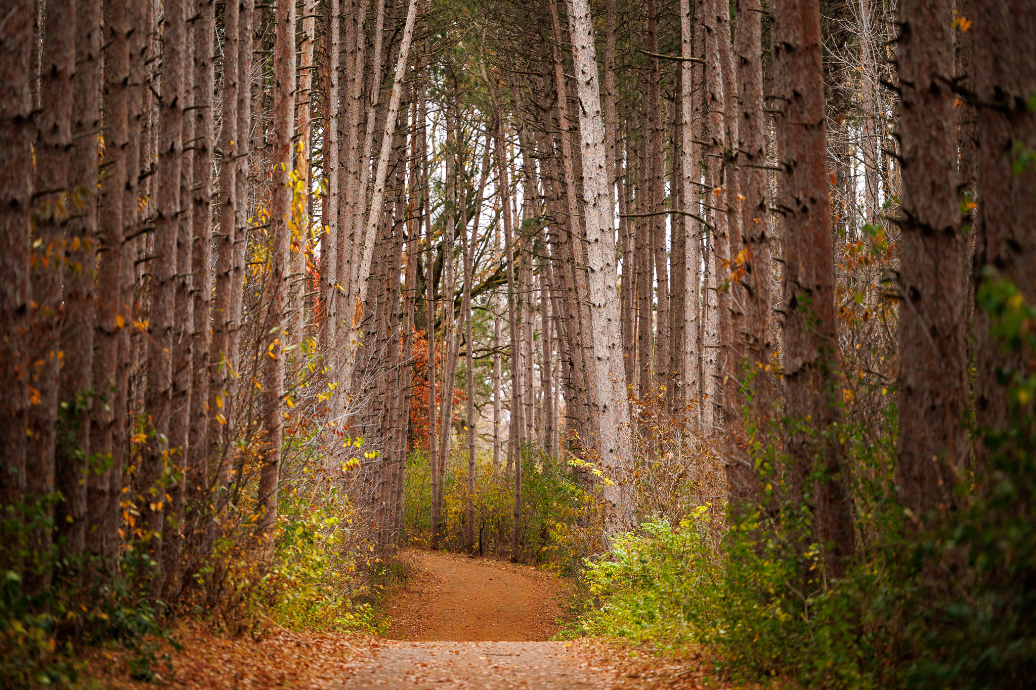 Rice Creek North Regional Trail | Scruff Life Photo