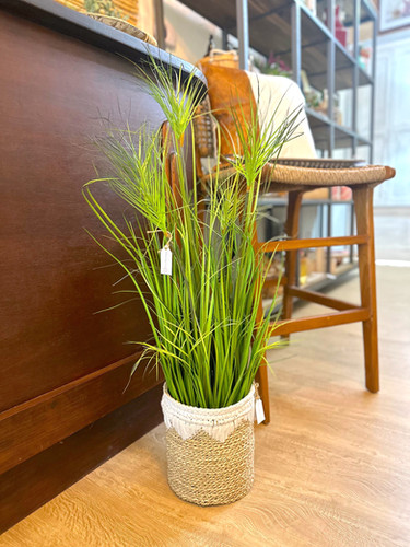 Planta plumerillo | La Boutique Art Deco