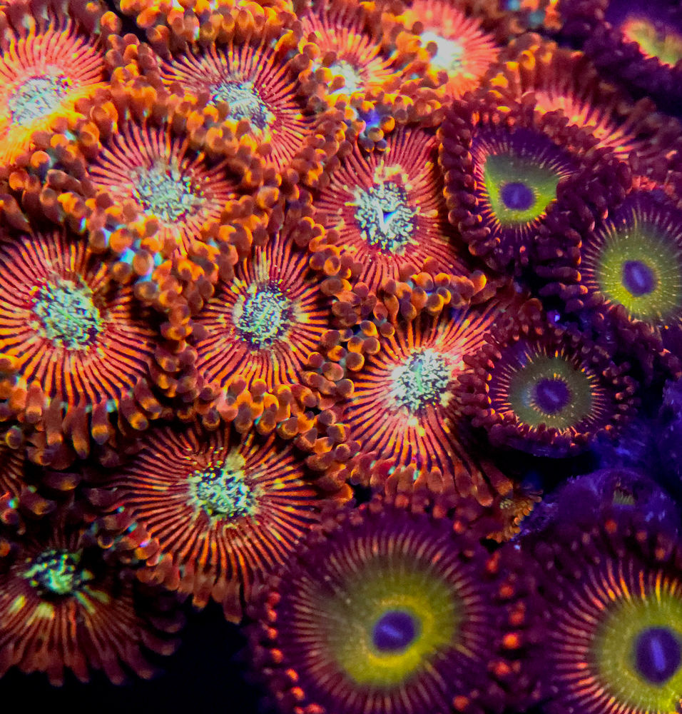 Zoanthids Guide | Noco Reef Club