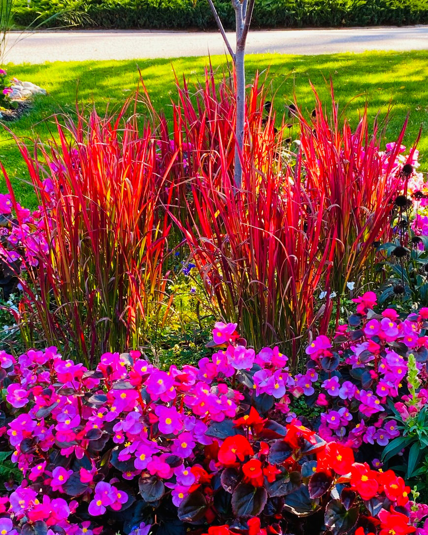Japanese Blood Grass 'Red Baron' 🔥Hot Seller! | Lake City Grasses