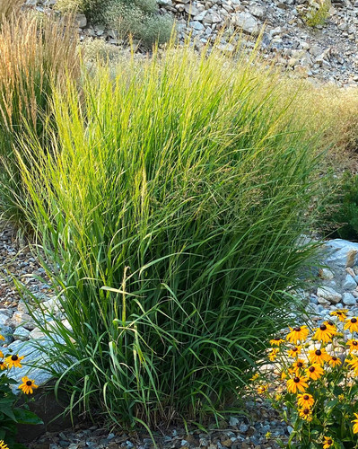 Heavy Metal Switchgrass | Lake City Grasses