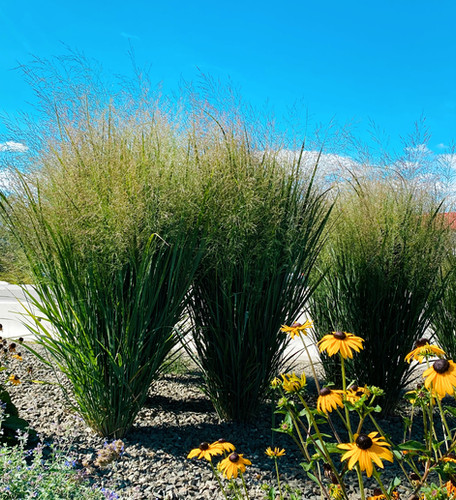Northwind Switchgrass | Lake City Grasses