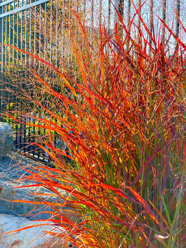 Prairie Flame Switchgrass 🔥Hot Seller! | Lake City Grasses