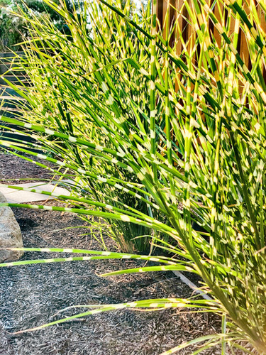 Porcupine Grass (Strictus) | Lake City Grasses