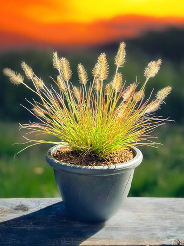 Burgundy Bunny Dwarf Fountain Grass | Lake City Grasses