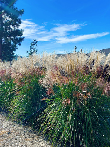 Huron Star Maiden Grass (Giant) | Lake City Grasses