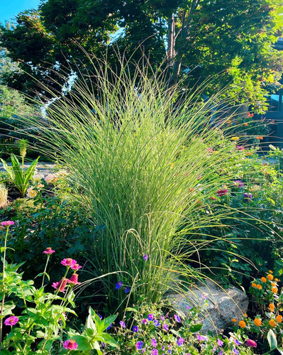 Morning Light Maiden Grass | Lake City Grasses