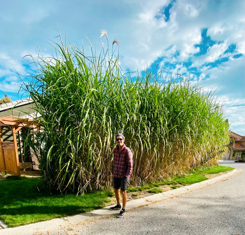 Giant Chinese Silver Grass | Lake City Grasses