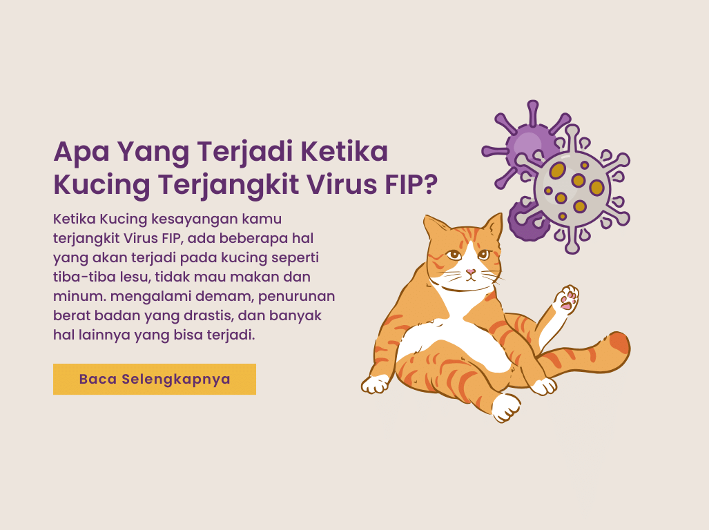 Kucing Terjangkit Virus FIP? Ini yang Akan Terjadi Pada Kucing | FIP Kucing