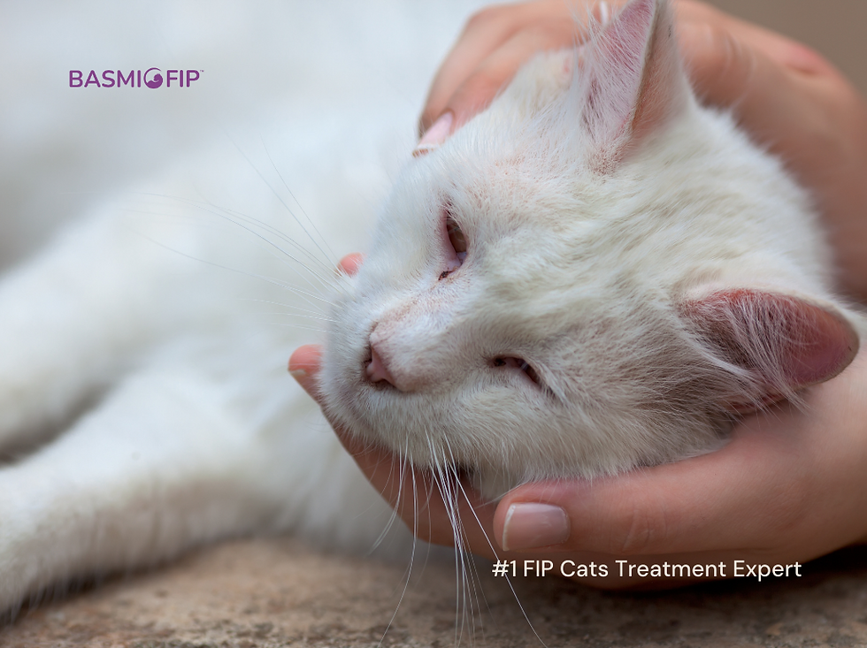 Cara Mengobati Kucing Flu dan Pilek: Obat dan Perawatan Terbaik