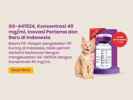 Apa itu FIP Kucing | Gejala FIP Kucing | Penyakit FIP Kucing | Basmi ...