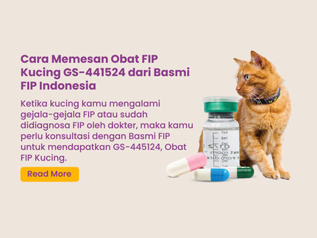 Apa itu FIP Kucing | Gejala FIP Kucing | Penyakit FIP Kucing | Basmi ...