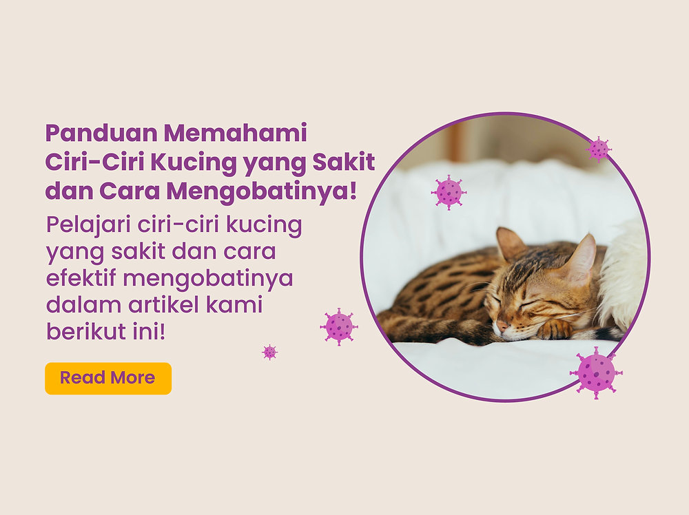 4 Ciri Kucing Sakit yang Tak Boleh Dianggap Remeh