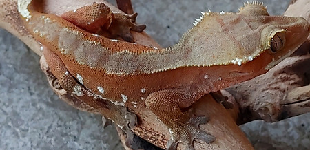 Lucifer Mornistar - Male Crest... | Coastline Canopy