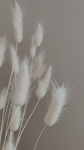 Bleached Bunny Tails | outoftheblue