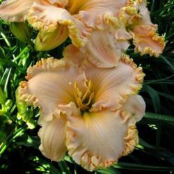 Tom's Love, Louise Talley | My Vxw Site 1531vh 2