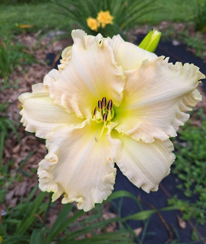 Peter Shea | My Vxw Site 1531vh 2