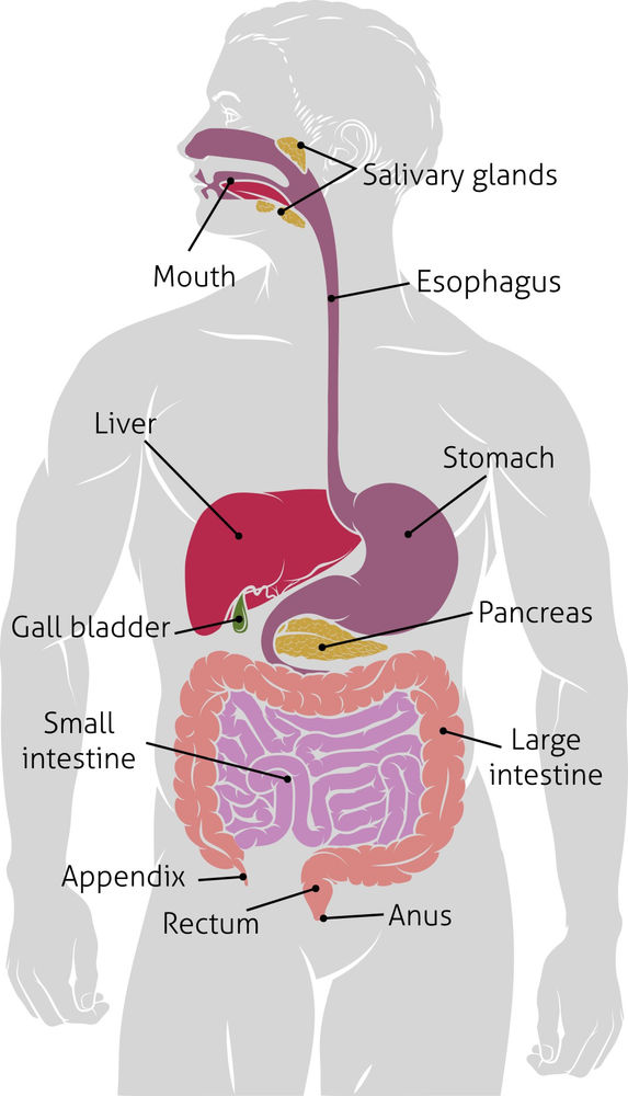 What You Really Need to Know About Acid Reflux & Heartburn