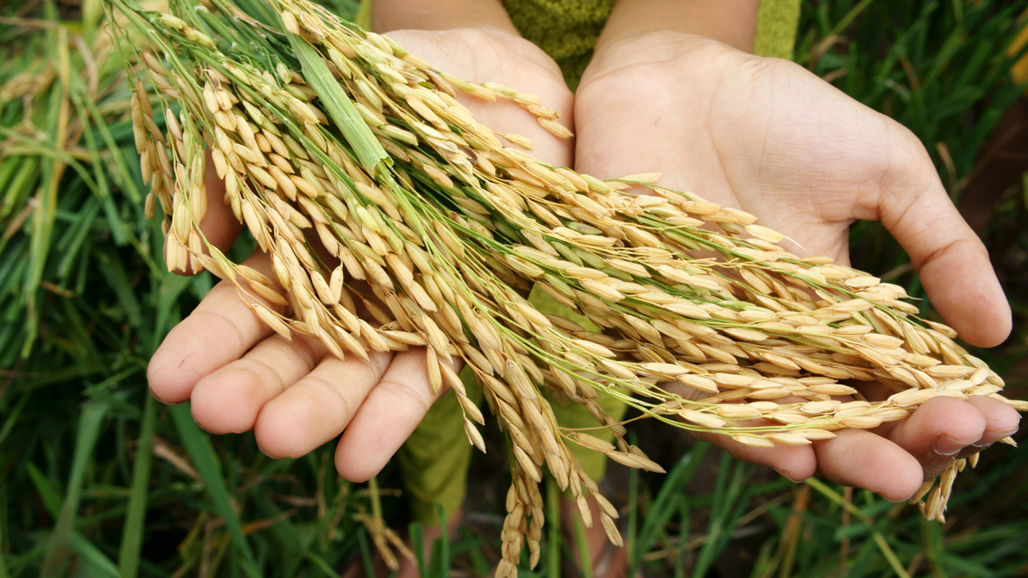 Inilah 5 Alasan Indonesia Menjadi Negara Agraris