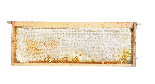 Half frame of capped honey | Casey Honey