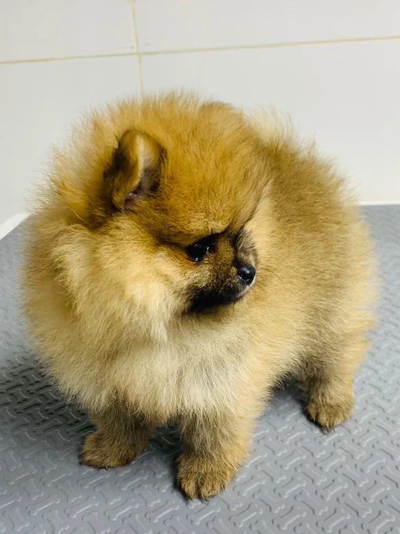 "The Ultimate Guide: Male vs Female Toy Pomeranian - Which Ones Should ...