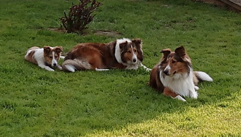 New Arrivals | Shelties Of Kimble S