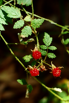 Bushfood Garden and Orchard | Coranderrk