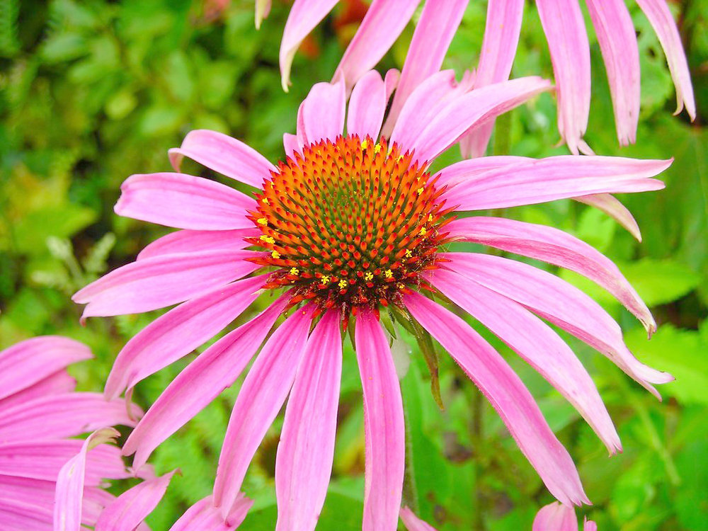 Echinacea angustfolia