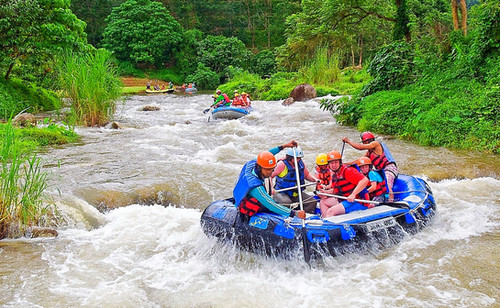 SAFARI IN THE RAINFOREST