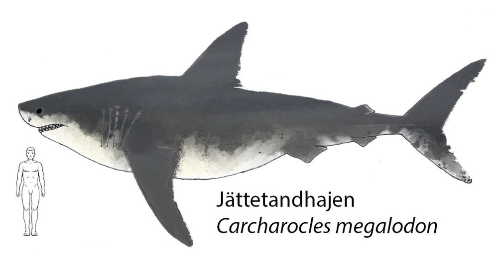 Megalodon