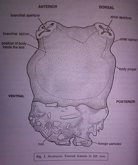 urochordata