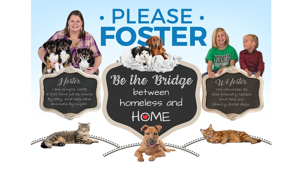 Foster Program | Misty Eyes Animal