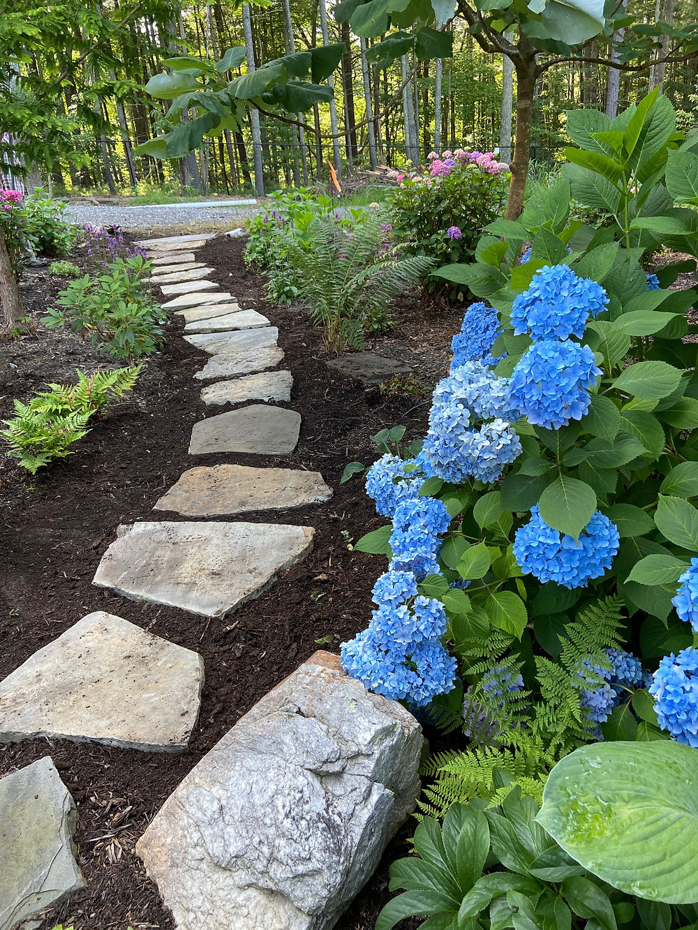Hydrangea Walkway