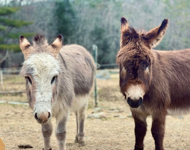 Must I treat my donkey for worms?