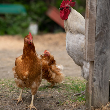 Home | Save Your Ass Rescue