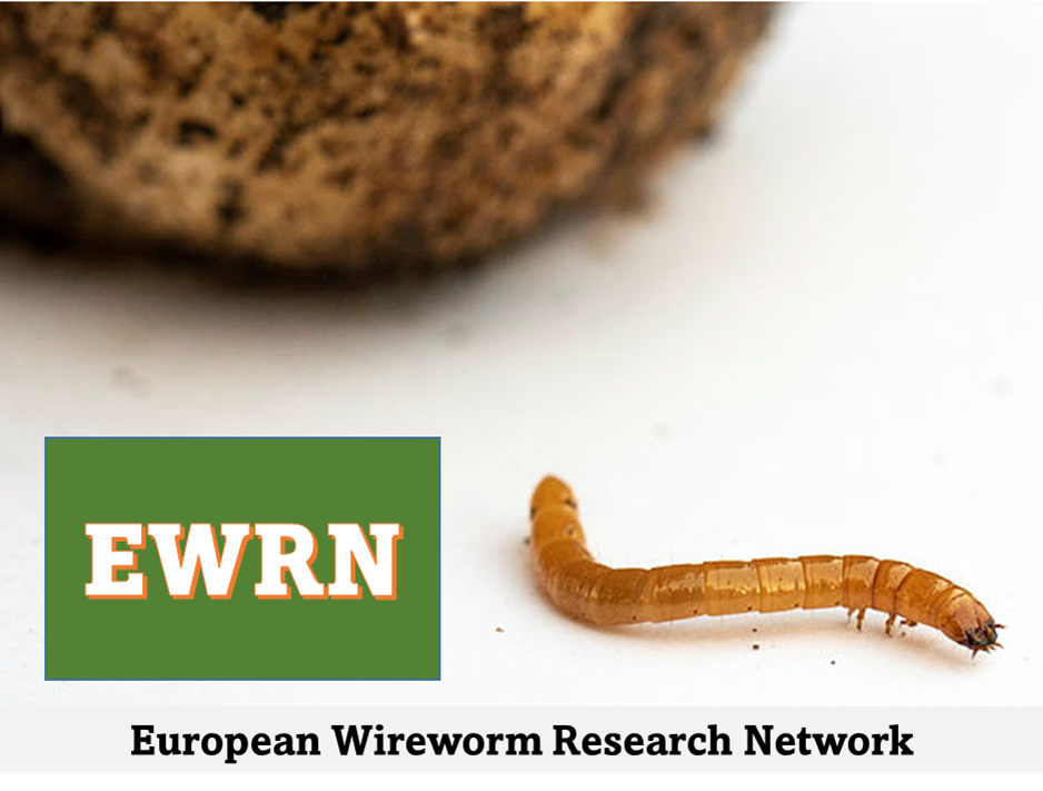 EWRN : European Wireworm Research Network | Potato wireworms
