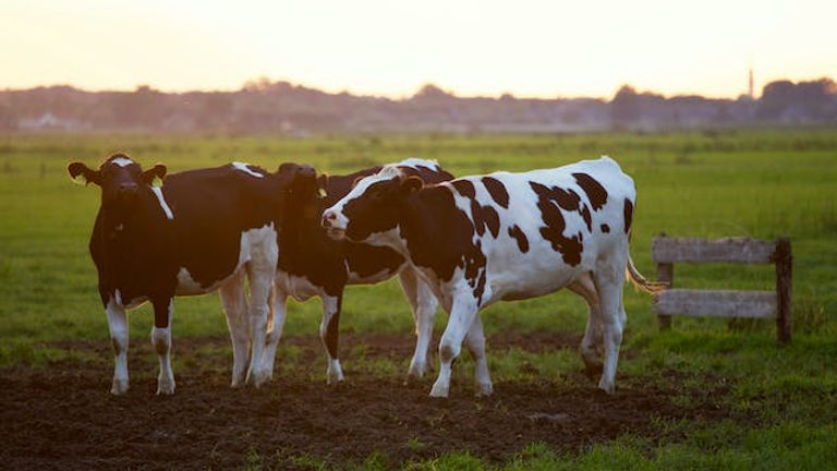How Does Genetic Selection Impact the Sustainability of Dairy Cattle ...