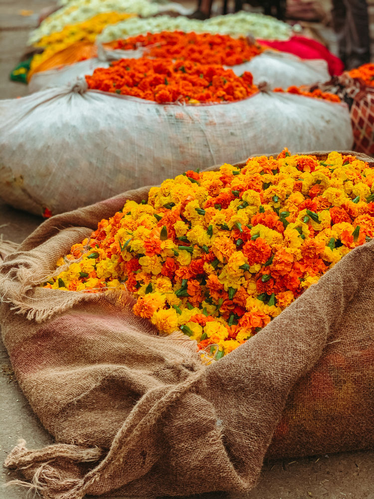 The Jaipur Wholesale Flower Market
