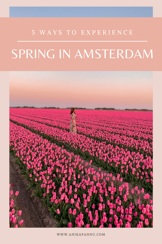 5 Ways to Experience Spring Blooms in Amsterdam