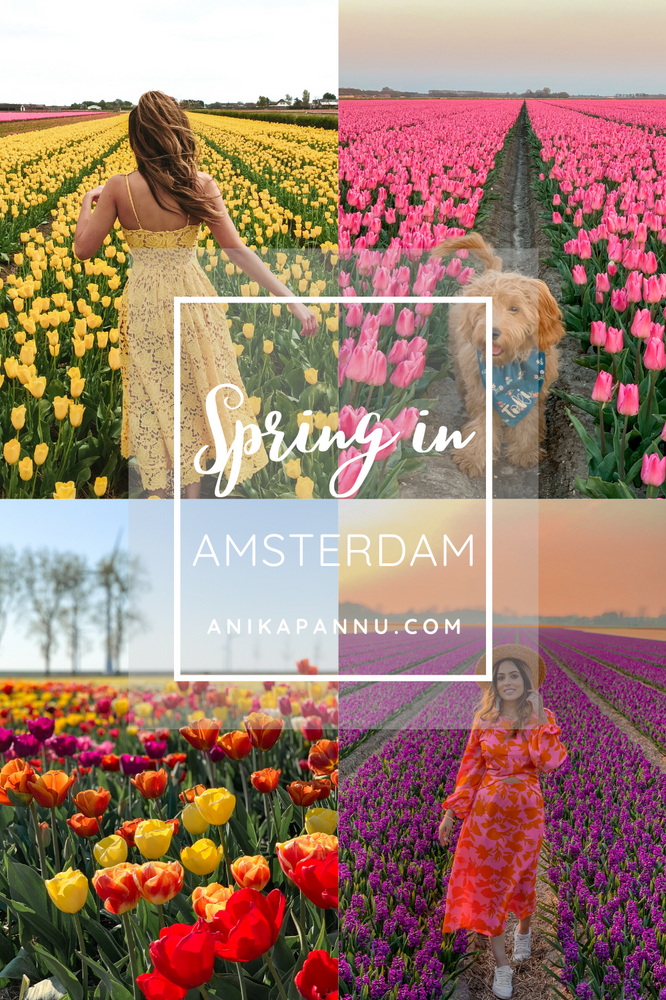 5 Ways to Experience Spring Blooms in Amsterdam