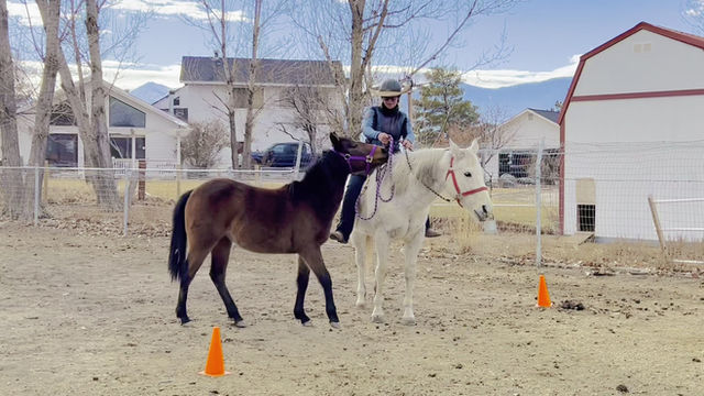Positive Reinforcement Ponying Skills