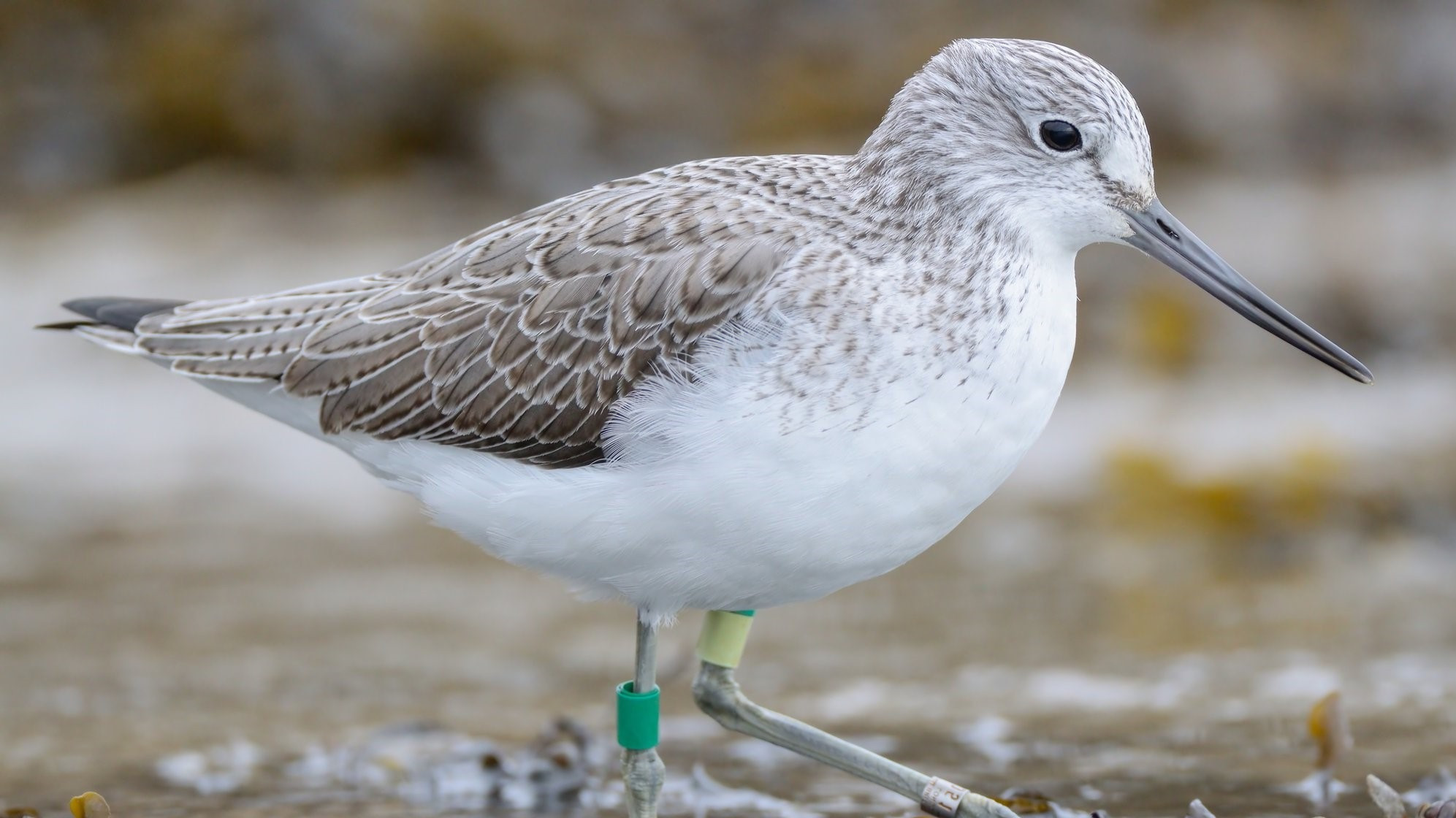 Shorebirds| Common Greenshank ID Guide by Matthew Feargrieve